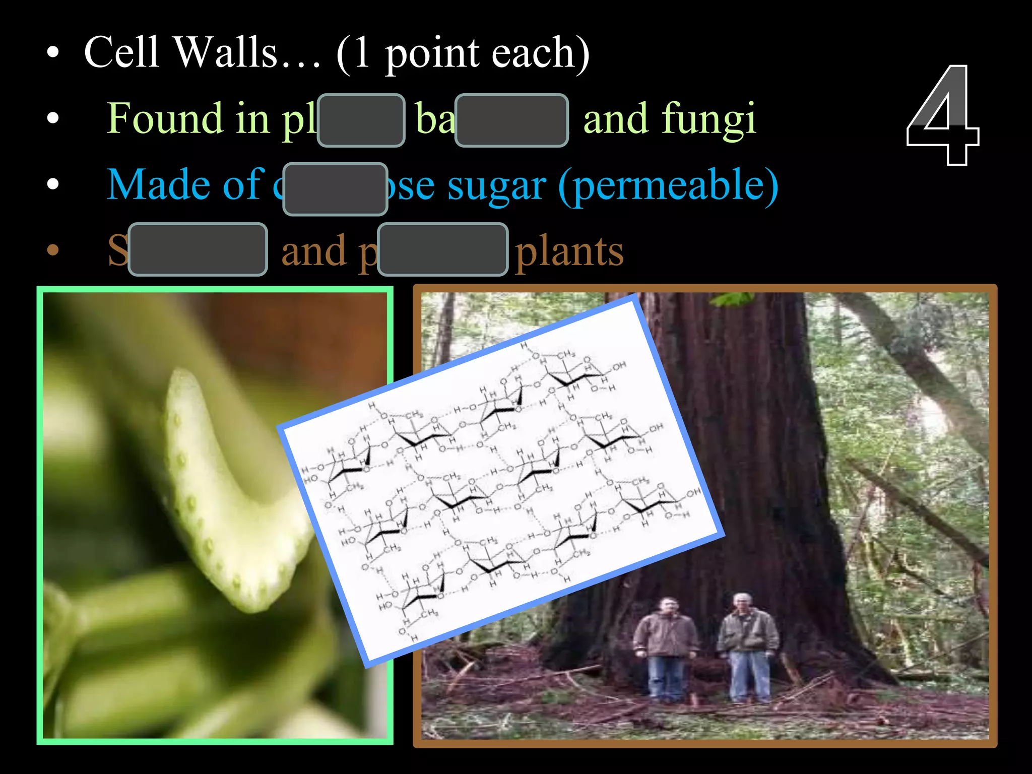Cell Transport, Osmosis, Diffusion, Active Transport PowerPoint Review ...