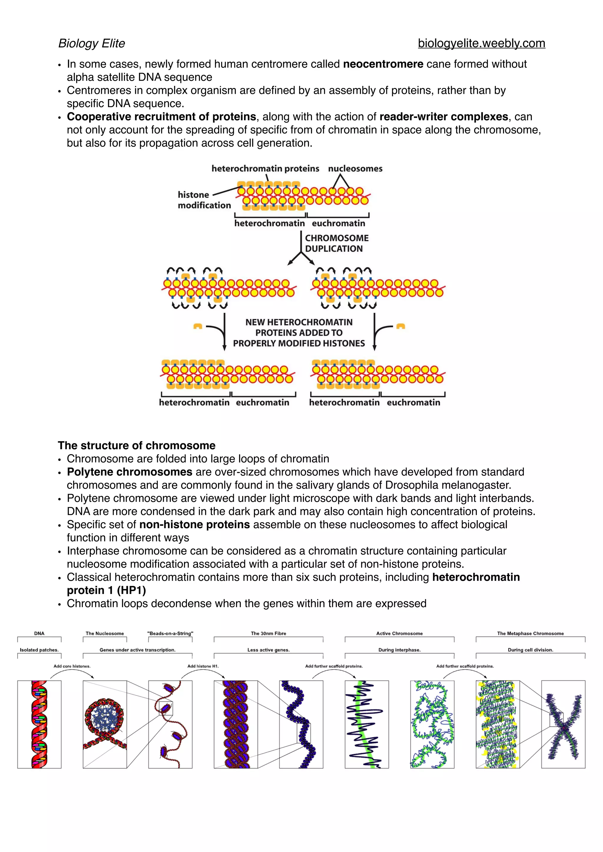 DNA, chromosomes and genomes Notes | PDF