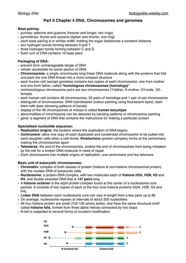DNA, chromosomes and genomes Notes | PDF | Chemistry | Science