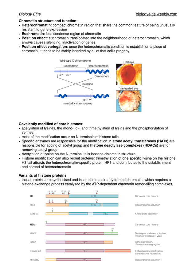 DNA, chromosomes and genomes Notes | PDF | Chemistry | Science