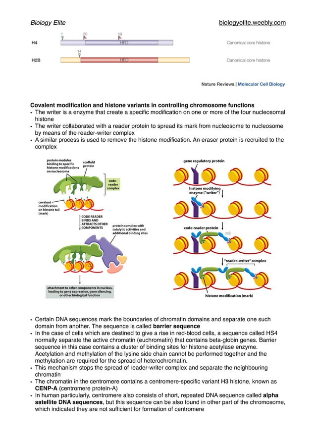 DNA, chromosomes and genomes Notes | PDF | Chemistry | Science