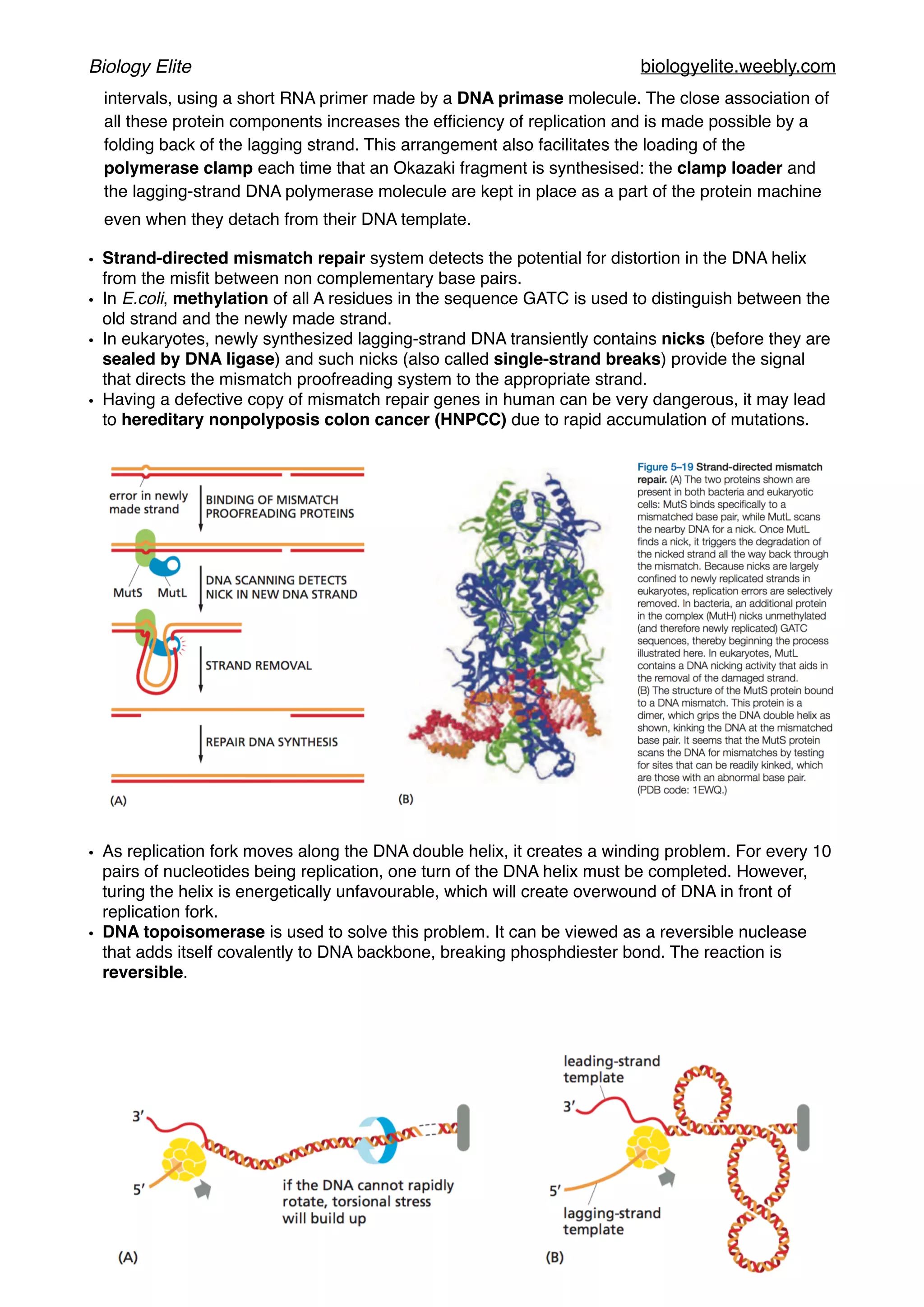 DNA replication, repair and recombination Notes | PDF
