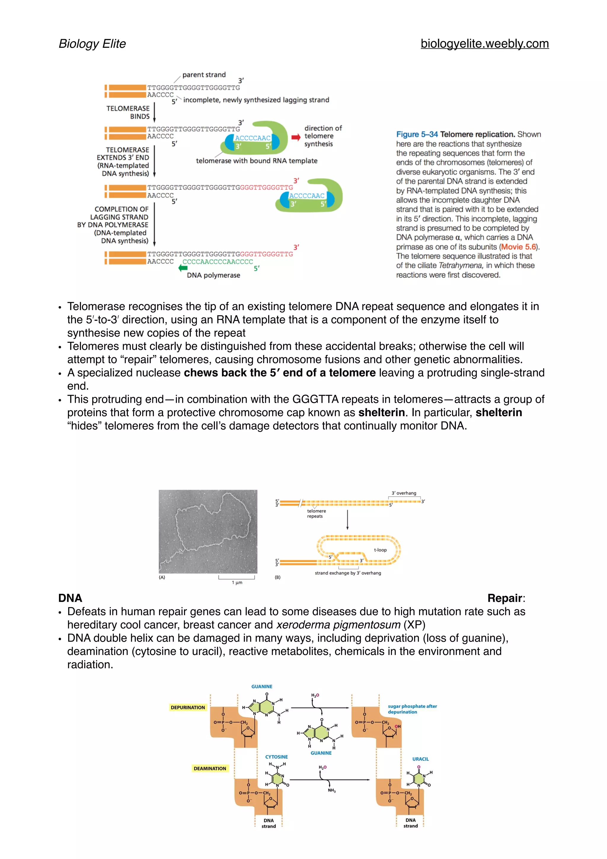 DNA replication, repair and recombination Notes | PDF