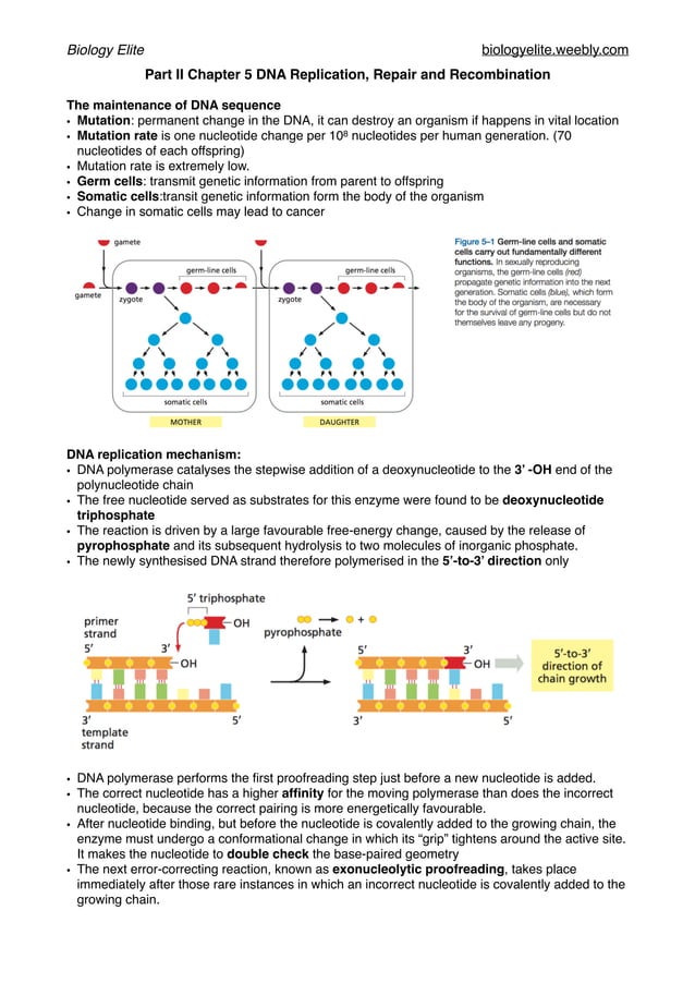 DNA replication, repair and recombination Notes | PDF