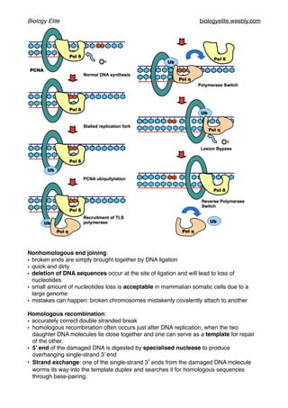 DNA replication, repair and recombination Notes | PDF
