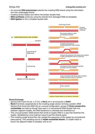 DNA replication, repair and recombination Notes | PDF