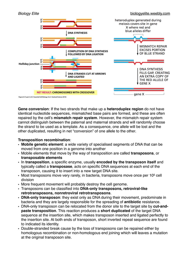 DNA replication, repair and recombination Notes | PDF
