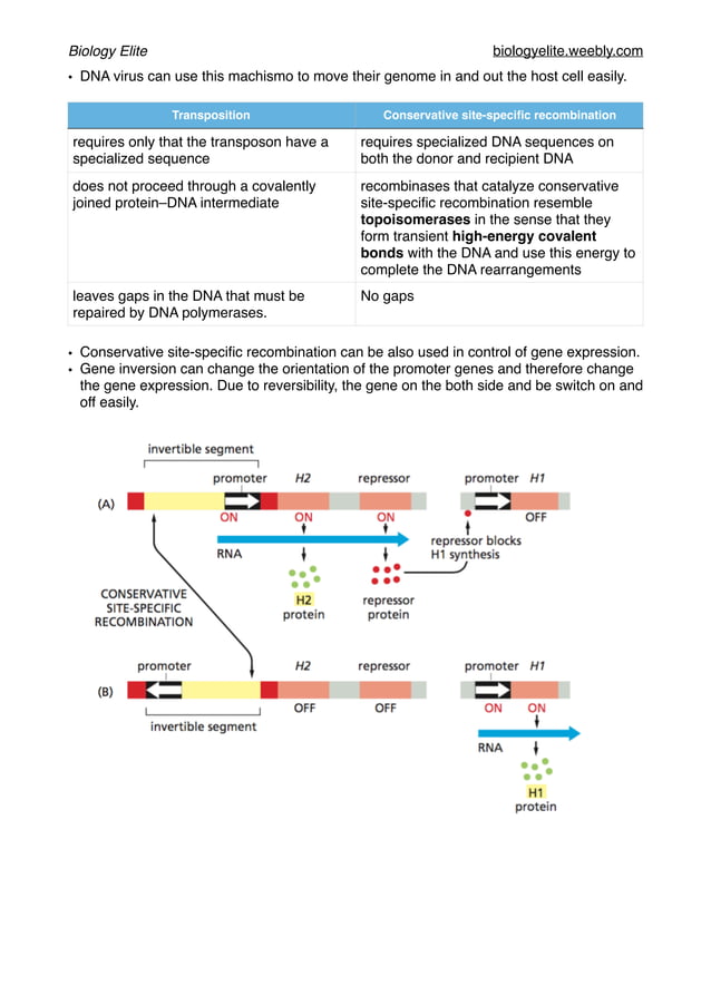 DNA replication, repair and recombination Notes | PDF
