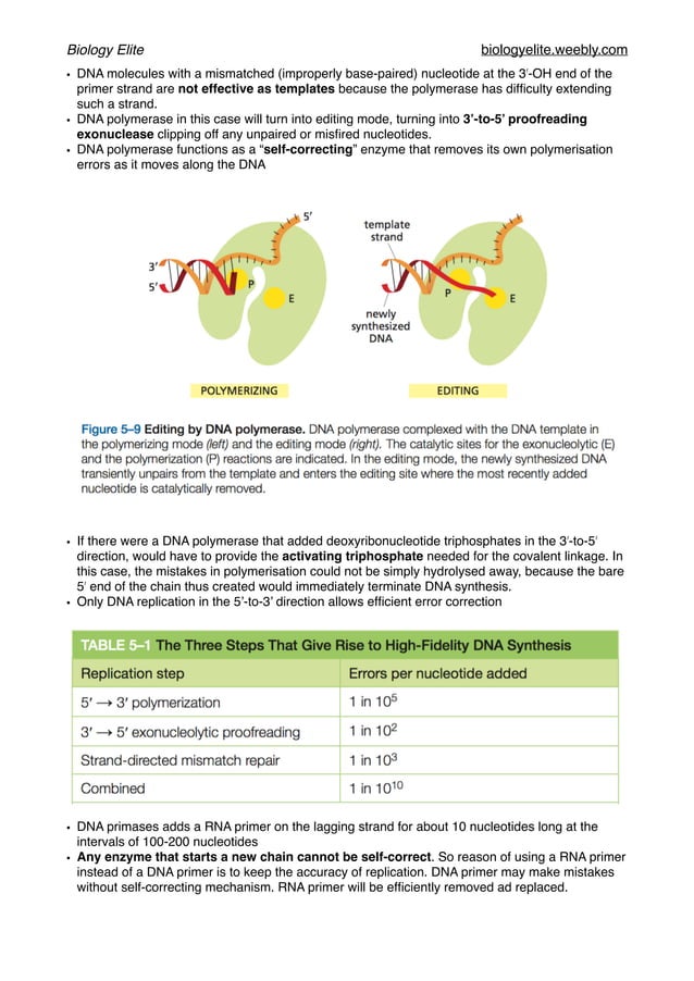 DNA replication, repair and recombination Notes | PDF