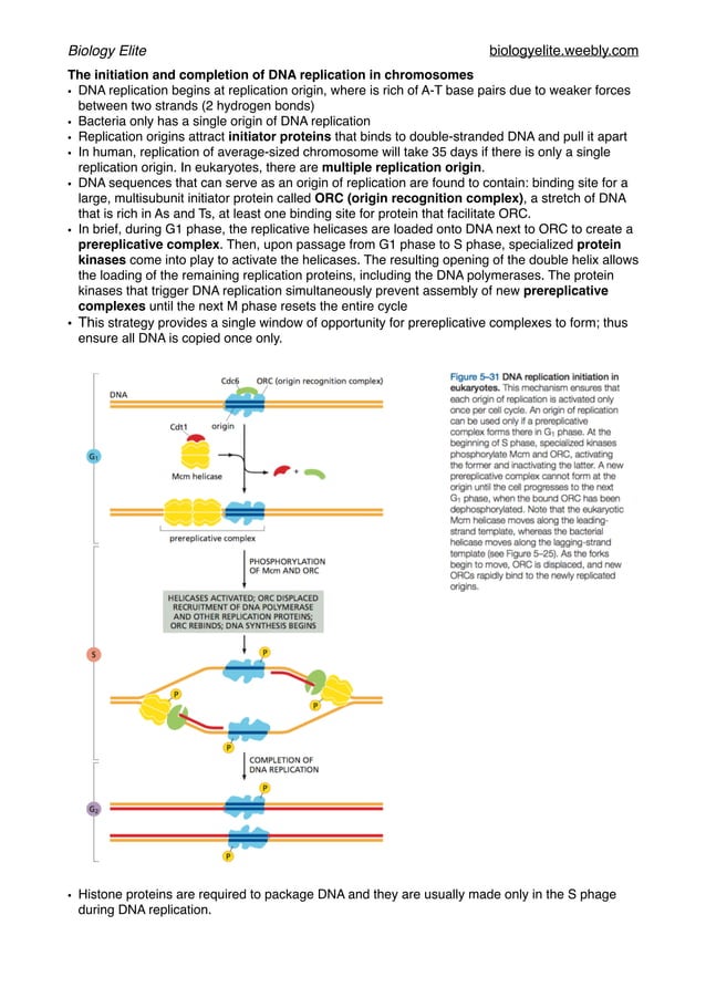DNA replication, repair and recombination Notes | PDF