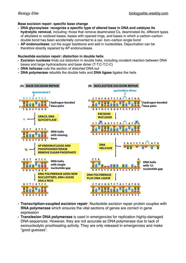 DNA replication, repair and recombination Notes | PDF