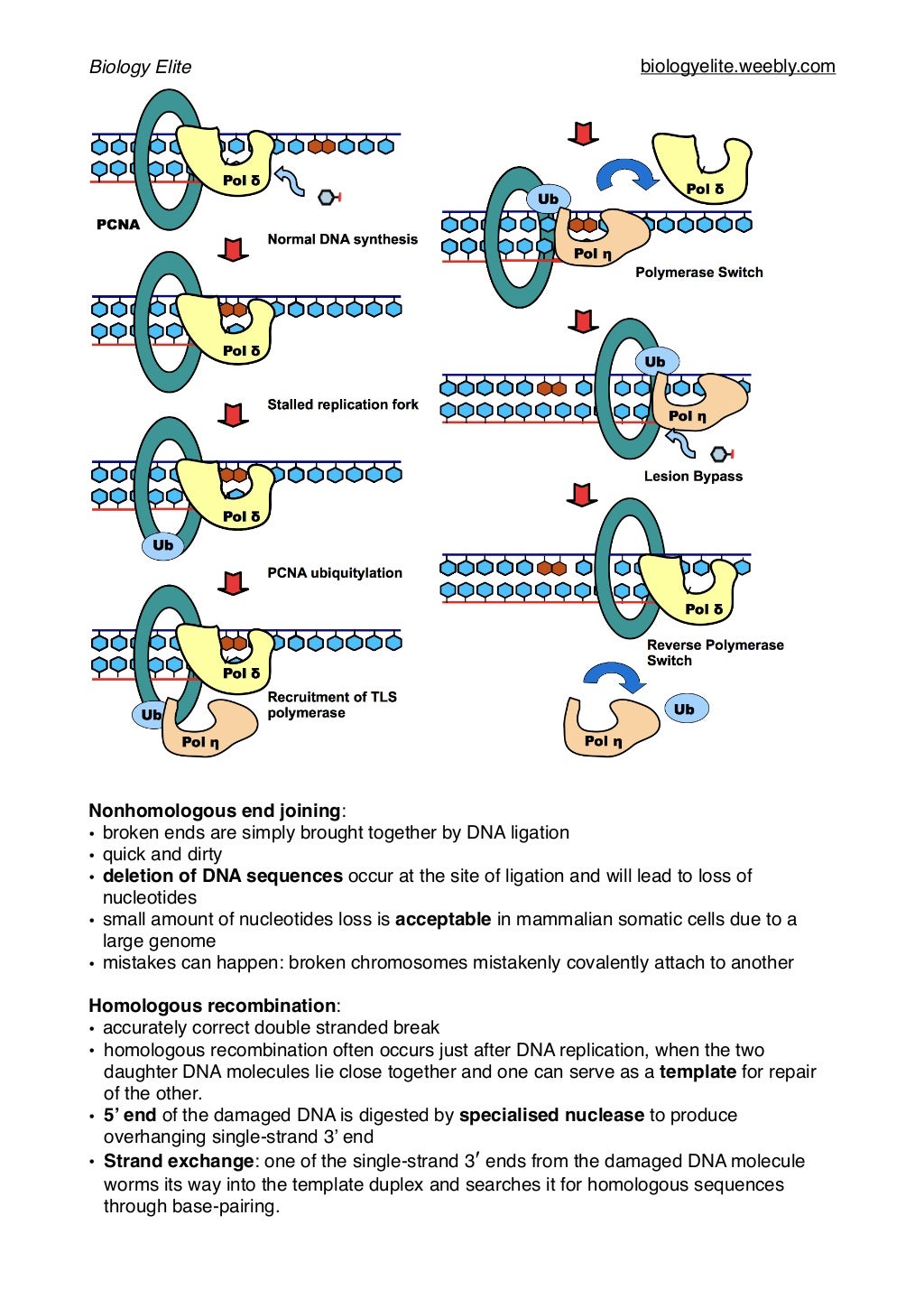 DNA replication, repair and recombination Notes