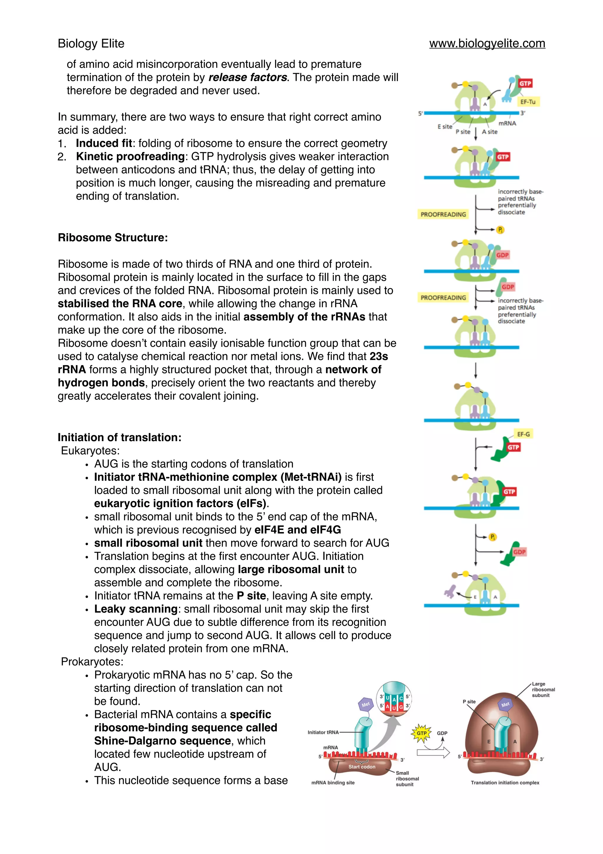 How cells read the genome from DNA to protein Notes | PDF