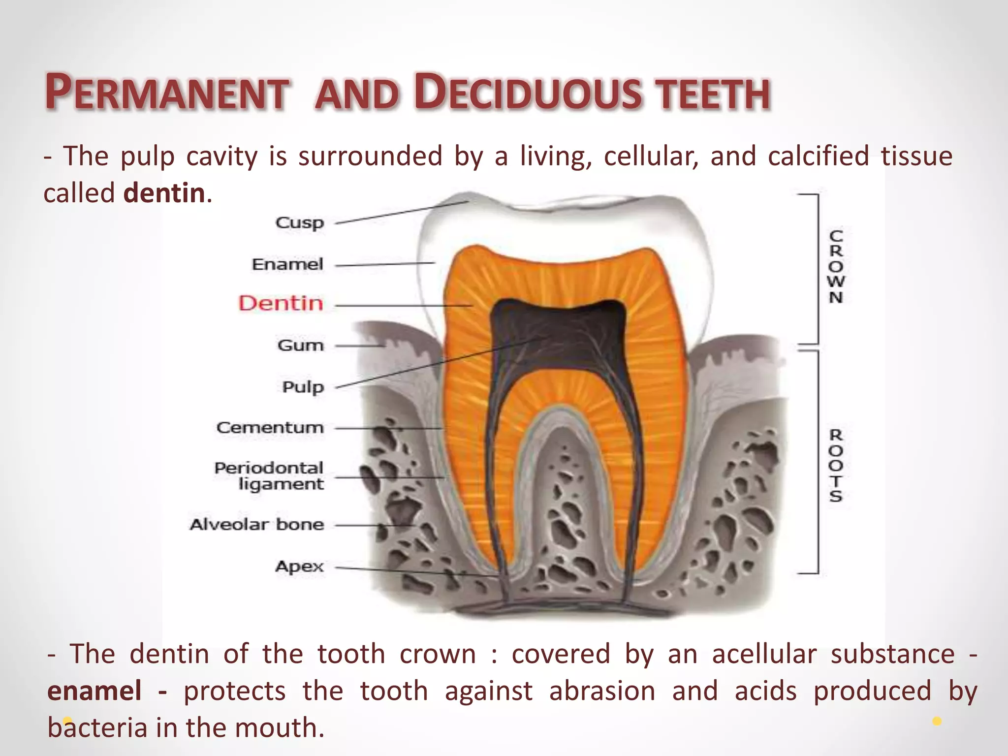 Dental Anatomy | PPT
