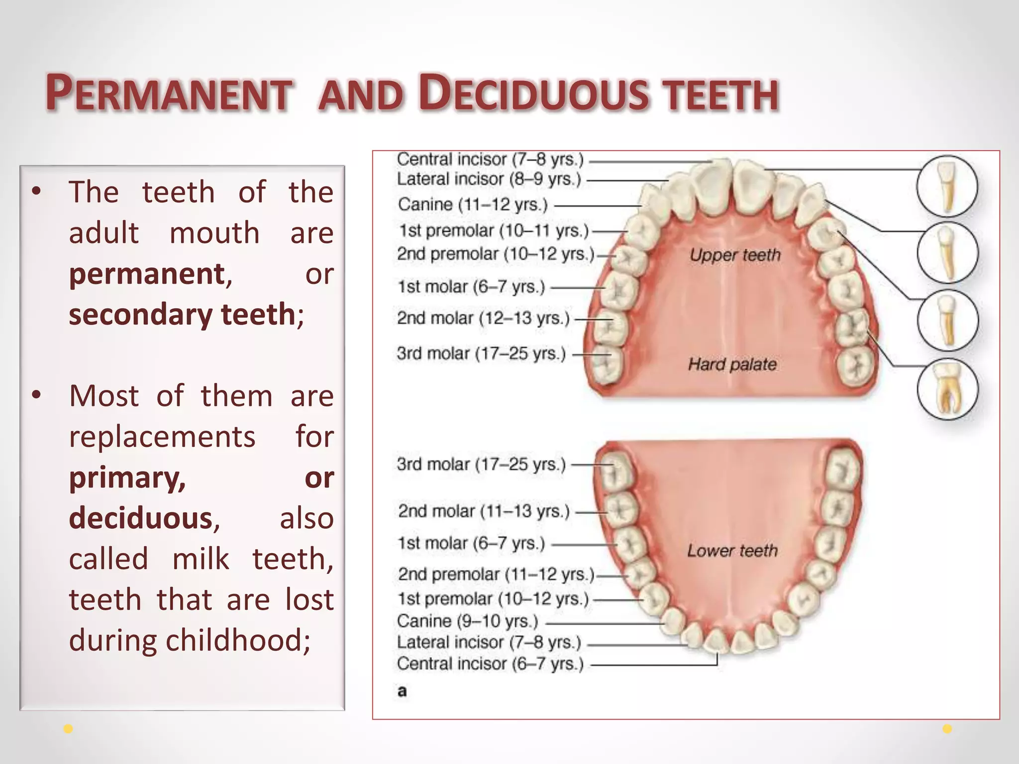 Dental Anatomy | PPT
