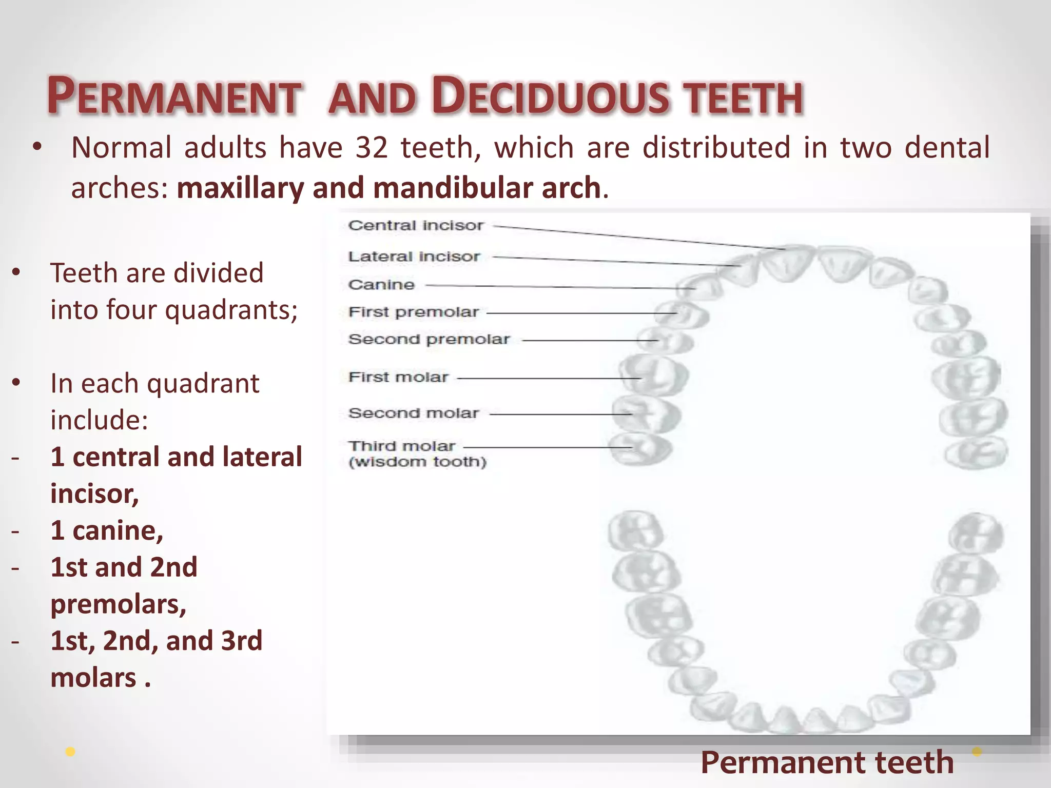 Dental Anatomy | PPT