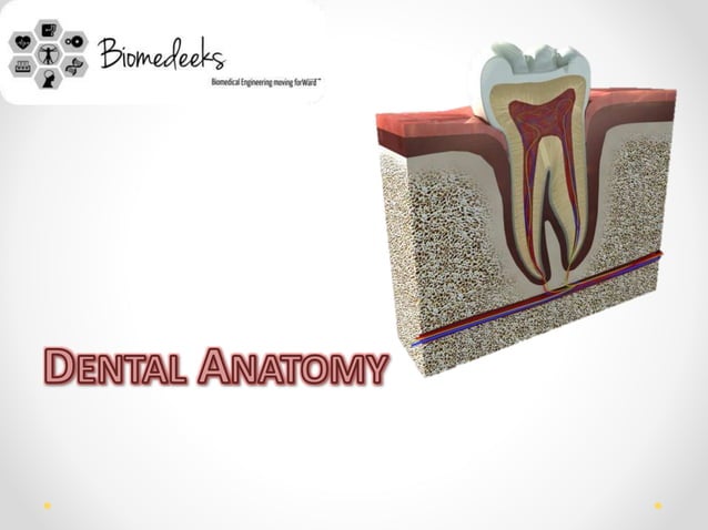 Dental Anatomy | PPT