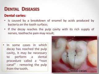 Dental Anatomy | PPT