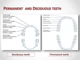 Dental Anatomy | PPT