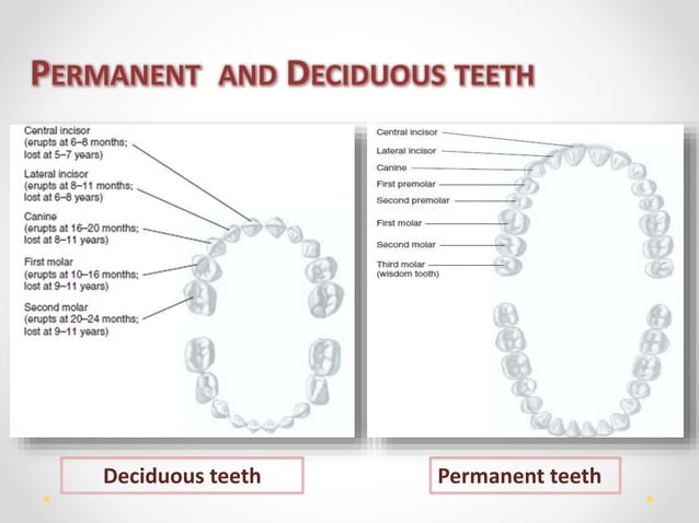 Dental Anatomy | PPT