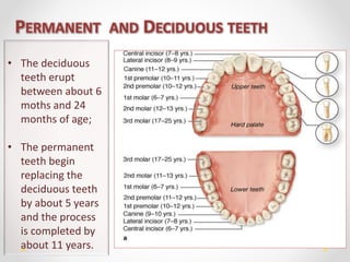Dental Anatomy | PPT