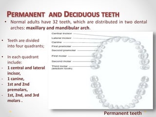 Dental Anatomy | PPT