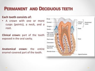 Dental Anatomy | PPTX