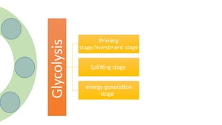 Part II Glucose metabolism: Glycolysis.pptx