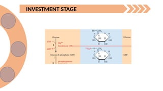 Part II Glucose metabolism: Glycolysis.pptx