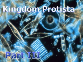 Kingdom Protista, Protist Biology Lesson PowerPoint | PPTX