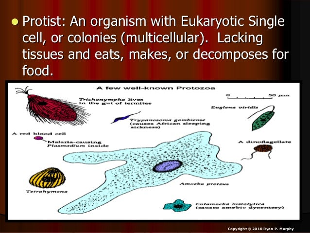 Kingdom Protista, Protist Biology Lesson PowerPoint