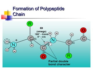 Part I : Introduction to Protein Structure | PPT | Chemistry | Science