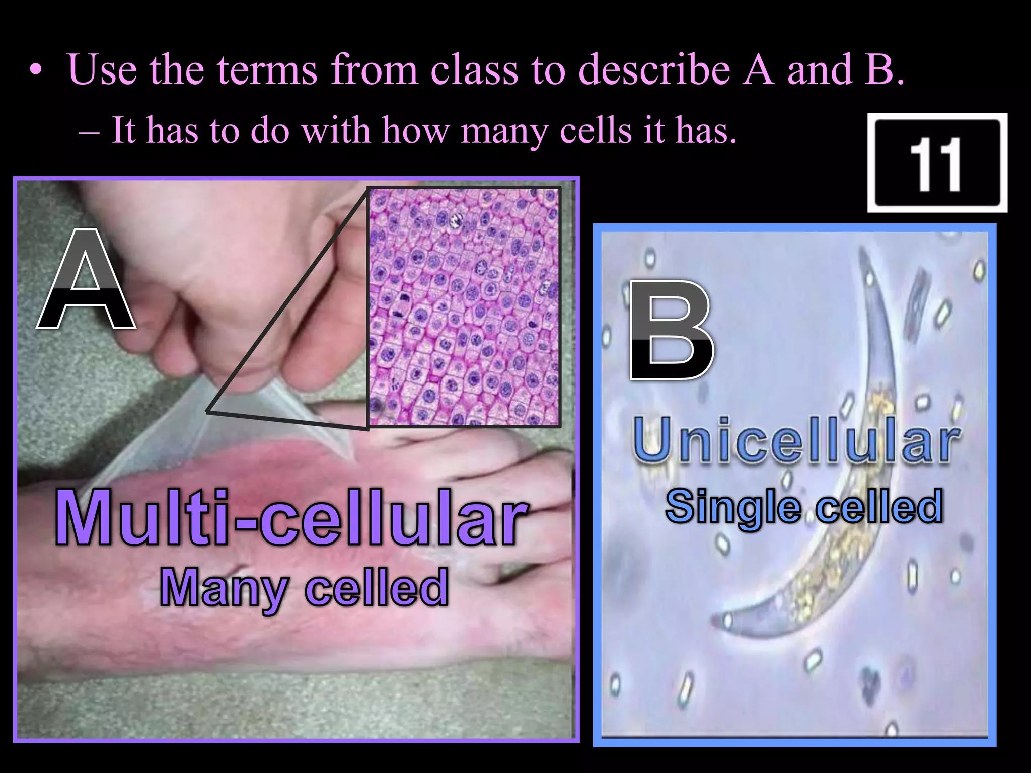 Introduction to Cell Biology PowerPoint Review Game, Quiz, Cells, Cell ...