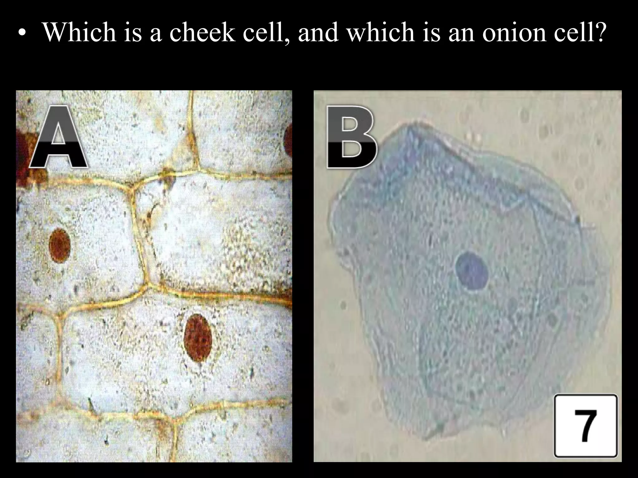 Introduction to Cell Biology PowerPoint Review Game, Quiz, Cells, Cell ...