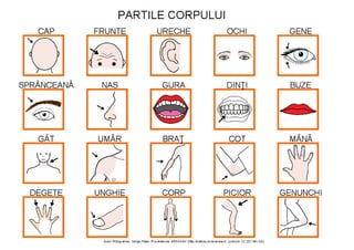 Partile corpului | PPT