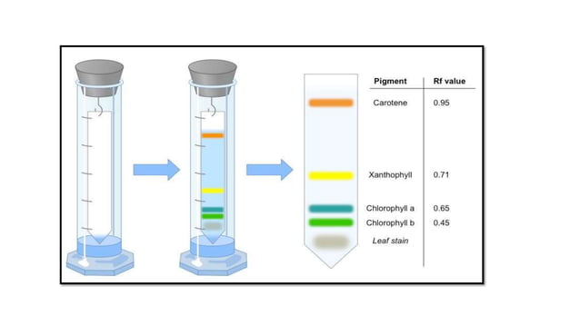 Partition chromatography | PPT
