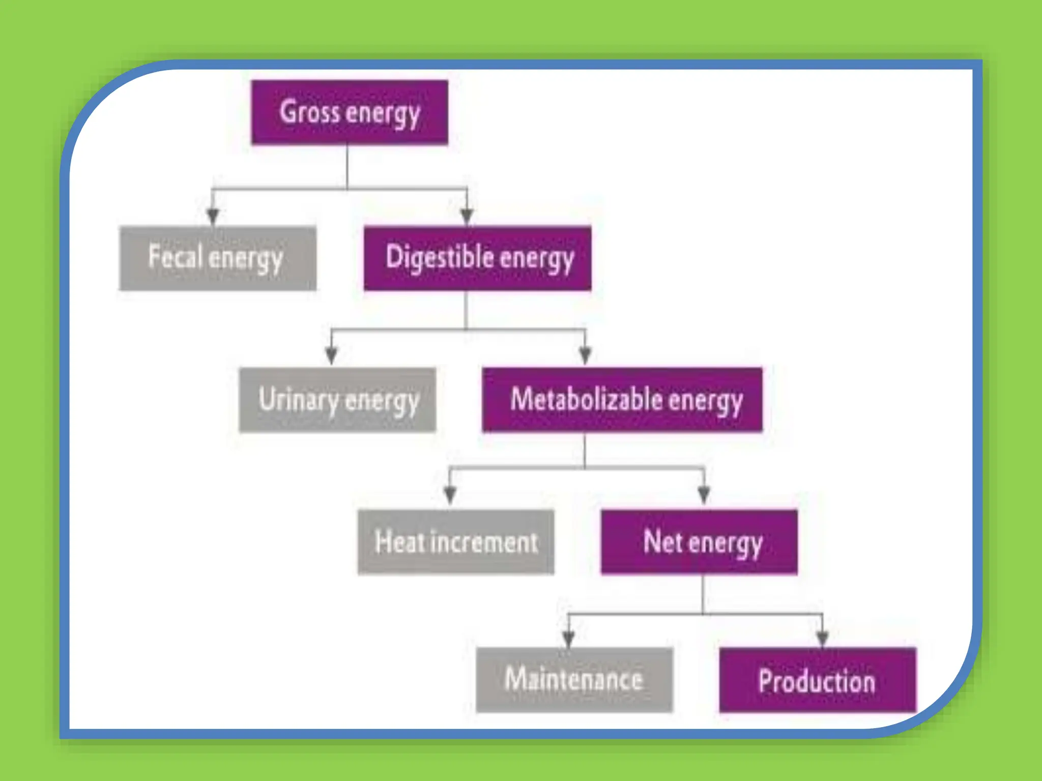 Partitioning-of-Energy-in-Farm-Animals.ppt