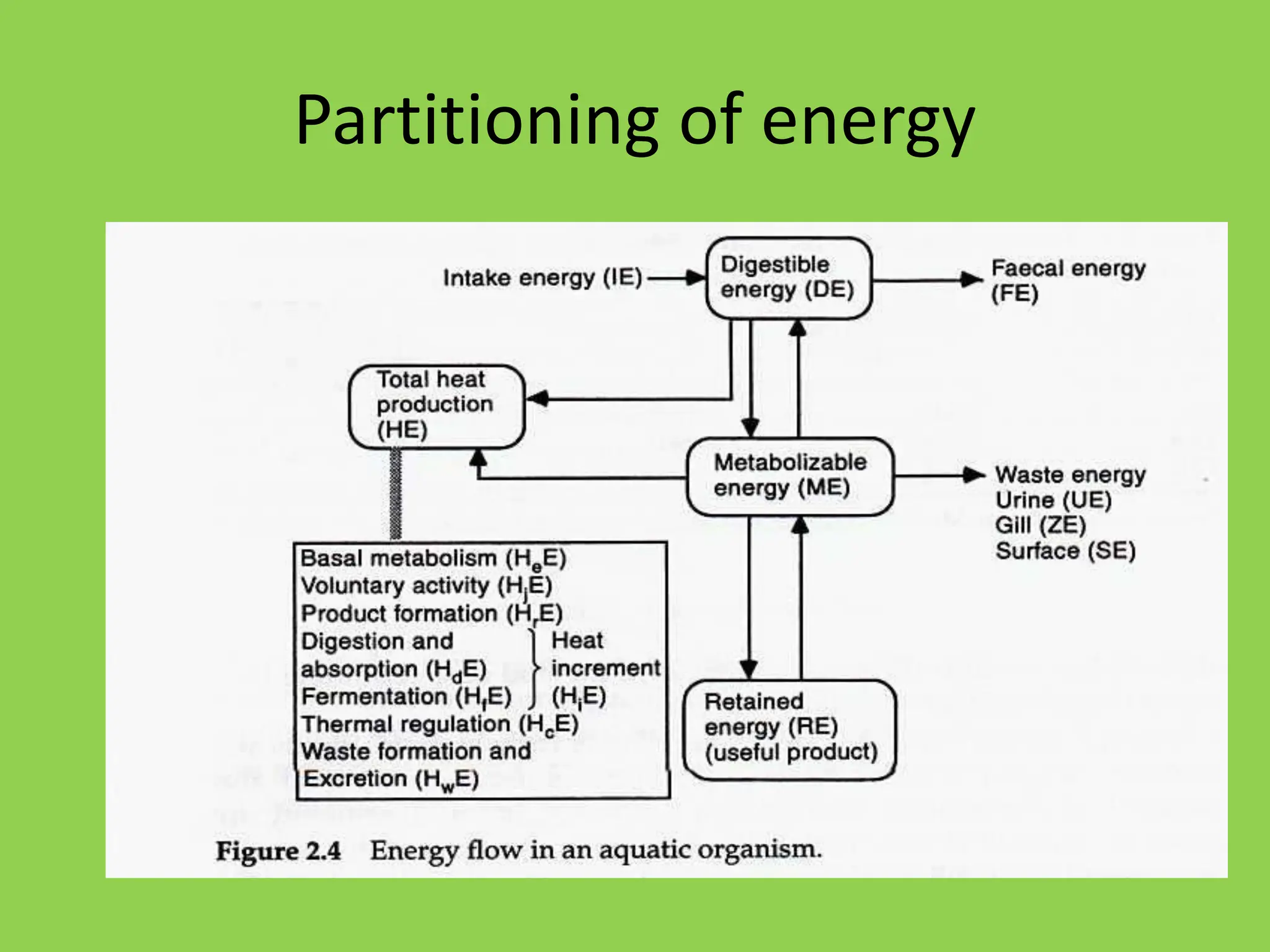 Partitioning-of-Energy-in-Farm-Animals.ppt | Chemistry | Science