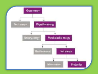 Partitioning-of-Energy-in-Farm-Animals.ppt