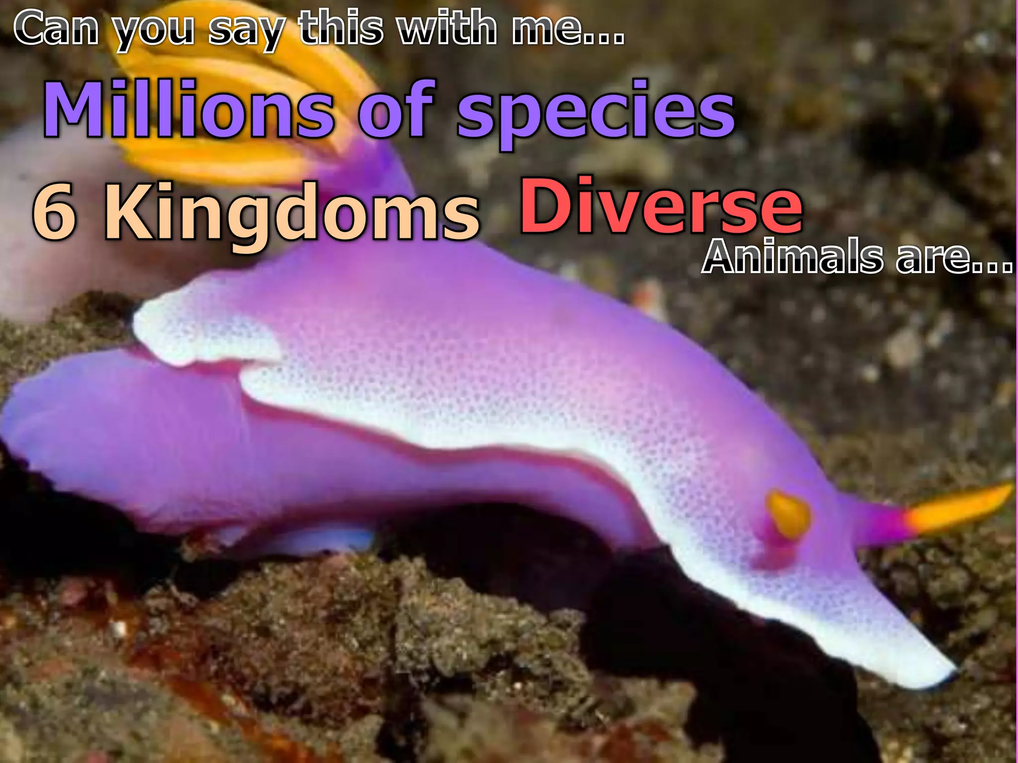 Kingdom Animalia Biology Lesson PowerPoint, Taxonomy, Animal Phylums | PPTX