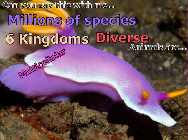 Kingdom Animalia Biology Lesson PowerPoint, Taxonomy, Animal Phylums | PPTX