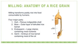 part_i_what_is_rice_ppt.pptx