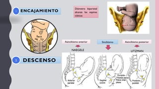 Parto Eutócico - Trabajo de parto - Estática fetal | PPTX