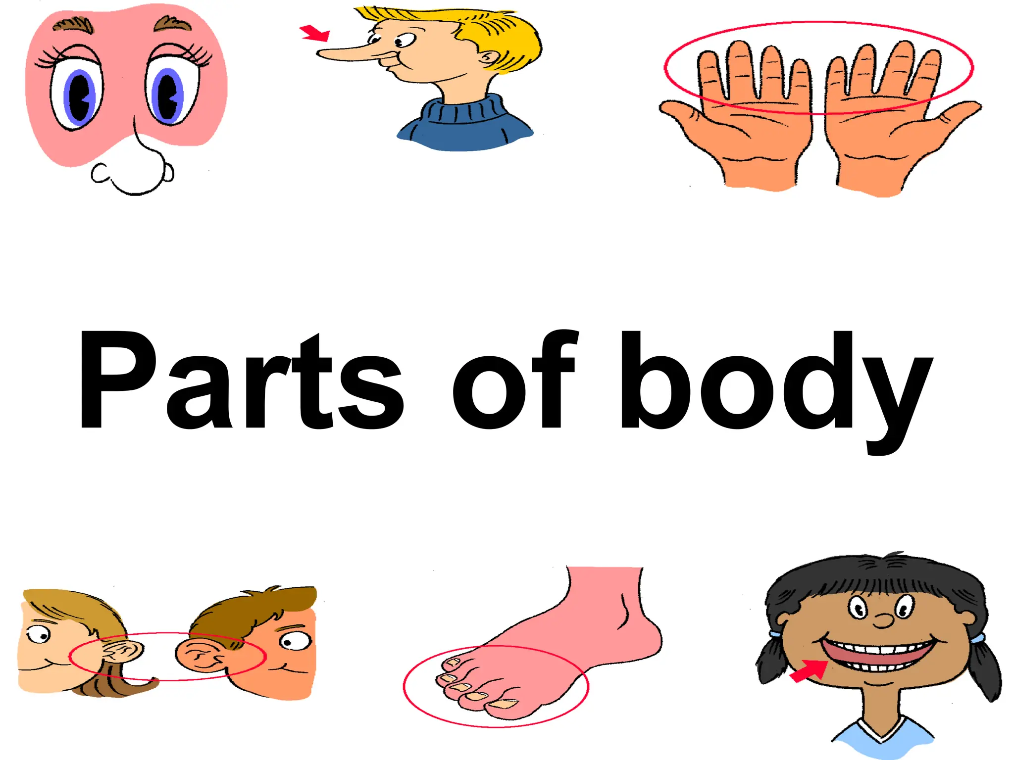 Body parts kindergarten open class or topic | PPT