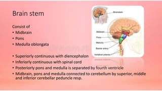 Part of brain group 45 emelin anatomy | PPTX