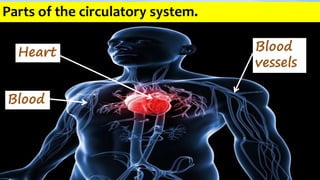 Parts of a Human Circulatory System | PPTX
