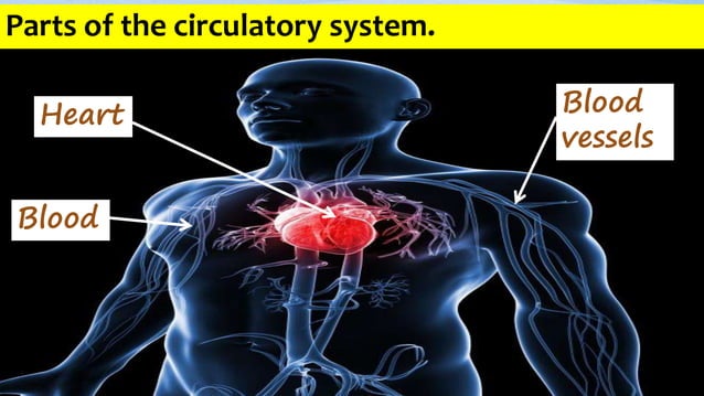 Parts of a Human Circulatory System | PPT