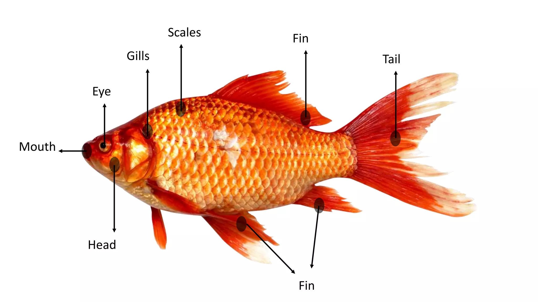 Parts of the fish | PPTX