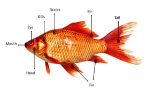 Parts of the fish | PPTX