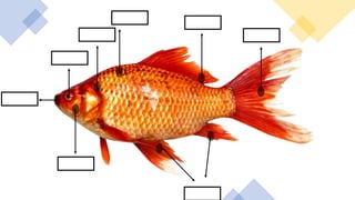 Parts of the fish | PPTX